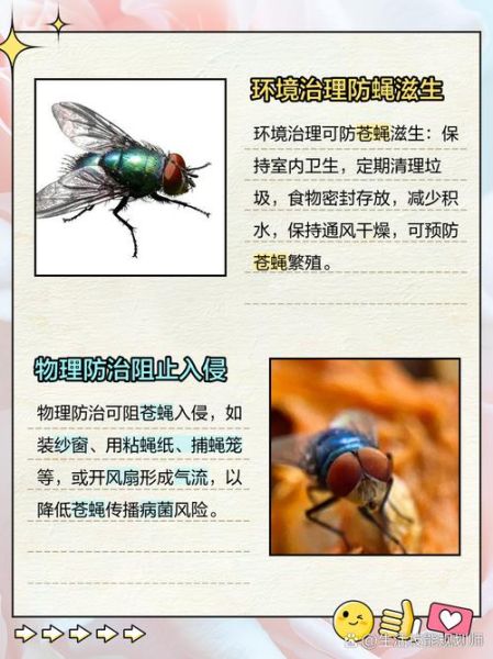 苍蝇头掉了还能活多久_苍蝇头掉了还能装回去吗-第2张图片-山城妙识