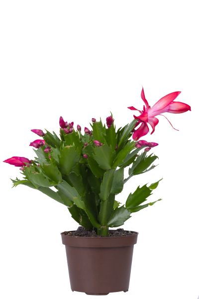 蟹爪兰一年开几次花_蟹爪兰花期多久-第2张图片-山城妙识