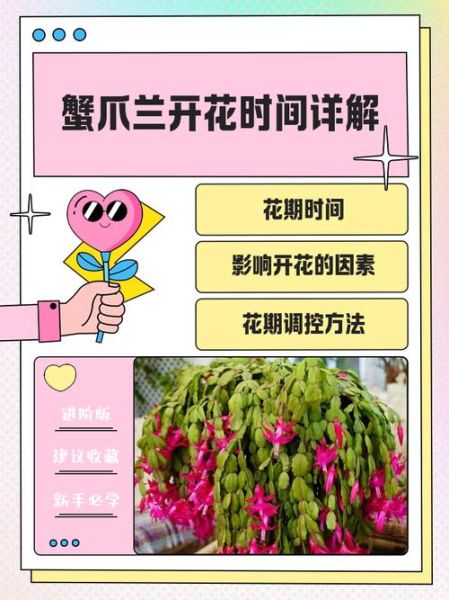 蟹爪兰一年开几次花_蟹爪兰花期多久-第1张图片-山城妙识