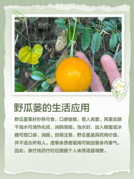 瓜捞是什么植物_瓜捞的食用与药用价值-第3张图片-山城妙识