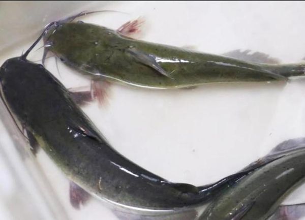 清江鱼和鲶鱼的区别图片_清江鱼是鲶鱼吗-第2张图片-山城妙识