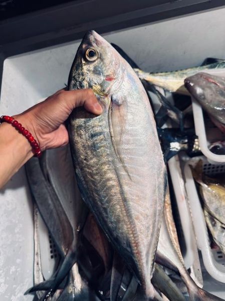 竹荚鱼中国叫什么_竹荚鱼与巴浪鱼区别-第1张图片-山城妙识