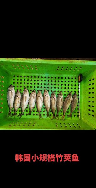 竹荚鱼中国叫什么_竹荚鱼与巴浪鱼区别-第2张图片-山城妙识