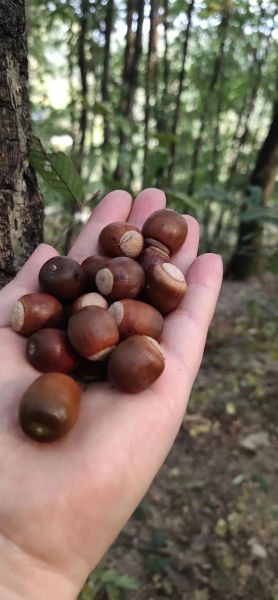 橡子豆腐孕妇能吃吗_孕期吃橡子豆腐安全吗-第3张图片-山城妙识