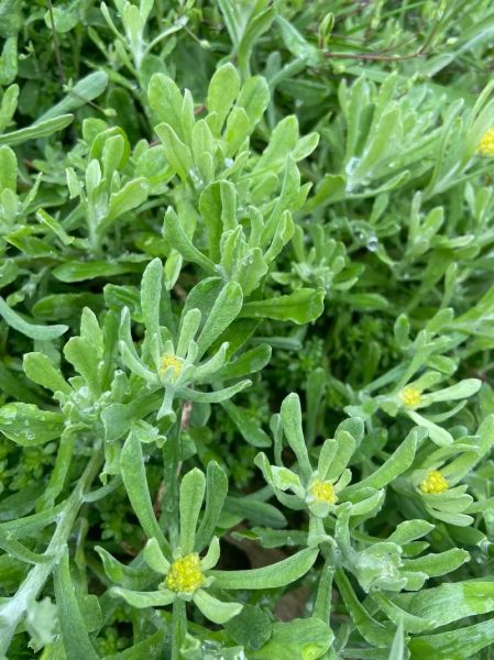 鼠曲草的功效与作用_鼠曲草怎么吃-第3张图片-山城妙识