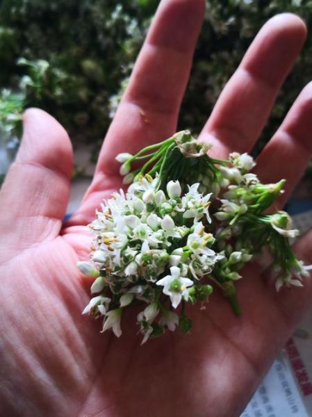 野韭菜花怎么做好吃_野韭菜花做法大全-第1张图片-山城妙识