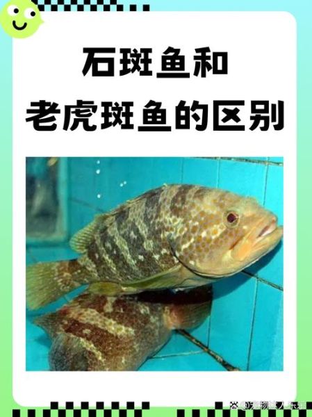 老虎斑鱼图片大全大图_老虎斑鱼怎么挑选-第1张图片-山城妙识