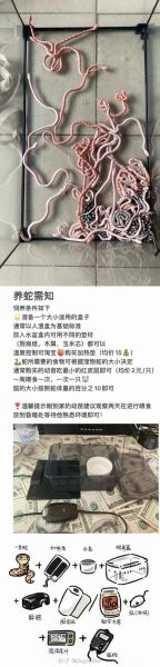 玉米蛇怎么养_玉米蛇饲养温度-第2张图片-山城妙识