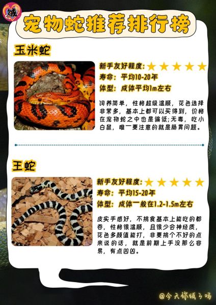 玉米蛇怎么养_玉米蛇饲养温度-第3张图片-山城妙识