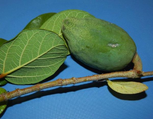 爱玉子冰粉怎么做_爱玉子冰粉热量高吗-第1张图片-山城妙识