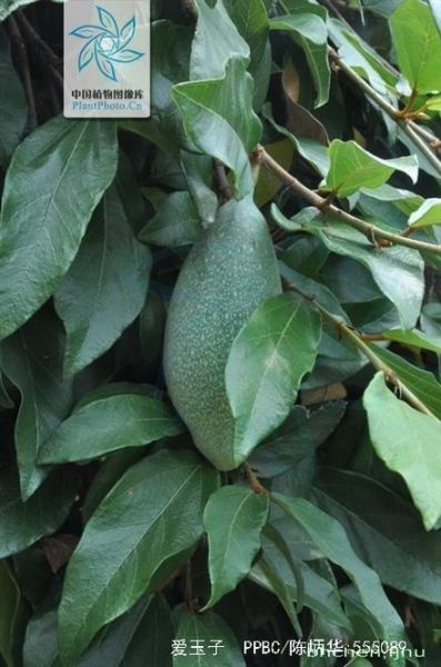 爱玉子冰粉怎么做_爱玉子冰粉热量高吗-第2张图片-山城妙识