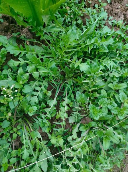 野芥菜长什么样_野芥菜图片大全-第3张图片-山城妙识