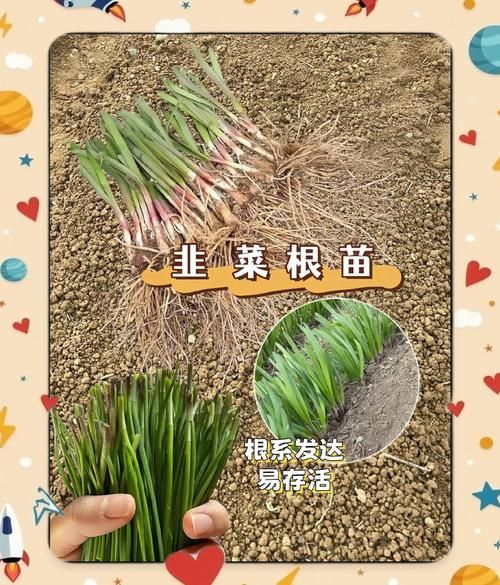 韭菜怎么种_韭菜种植技术与管理-第2张图片-山城妙识