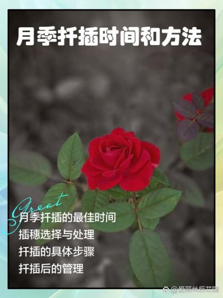 月季花什么时候扦插最好_月季花扦插方法步骤-第1张图片-山城妙识