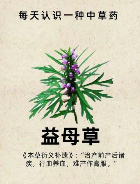 喝了一周益母草会流产吗_益母草流产几率多大-第1张图片-山城妙识