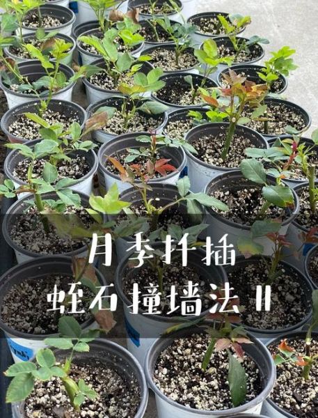 月季花什么时候扦插最好_月季花扦插方法步骤-第3张图片-山城妙识