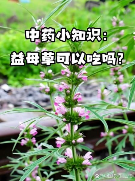 喝了一周益母草会流产吗_益母草流产几率多大-第2张图片-山城妙识