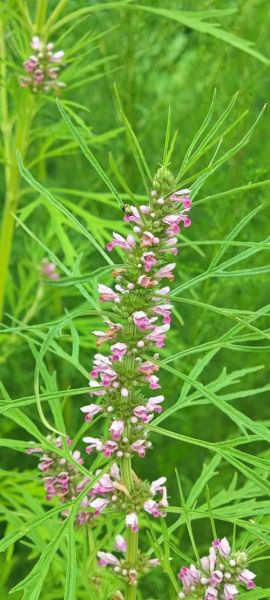 喝了一周益母草会流产吗_益母草流产几率多大-第3张图片-山城妙识