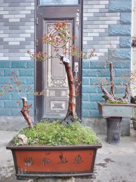 乌饭树老桩盆景怎么养_乌饭树老桩盆景价格是多少-第1张图片-山城妙识