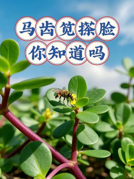 马齿苋的功效与禁忌_哪些人不能吃马齿苋-第1张图片-山城妙识