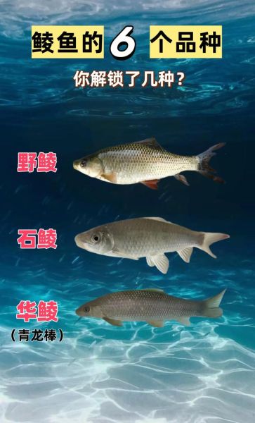 鲮鱼是什么鱼_鲮鱼有哪些常见品种-第3张图片-山城妙识