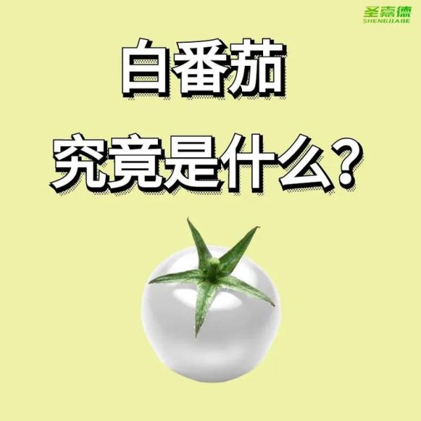 一天一个番茄会变白吗_番茄美白真相-第3张图片-山城妙识