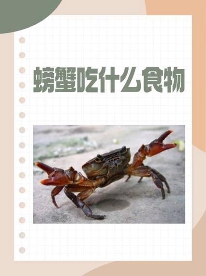 普通的小螃蟹怎么养_小螃蟹吃什么食物-第3张图片-山城妙识