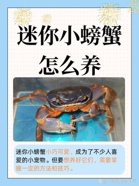 普通的小螃蟹怎么养_小螃蟹吃什么食物-第1张图片-山城妙识