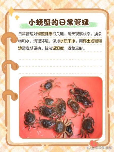 普通的小螃蟹怎么养_小螃蟹吃什么食物-第2张图片-山城妙识