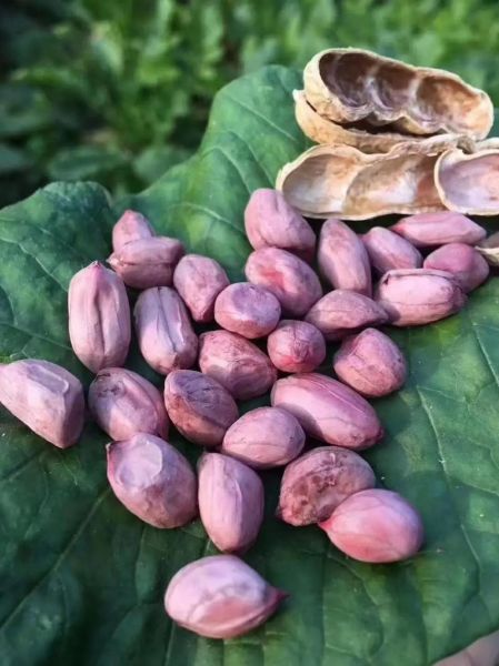 花生图片大全_花生品种图片怎么区分-第1张图片-山城妙识