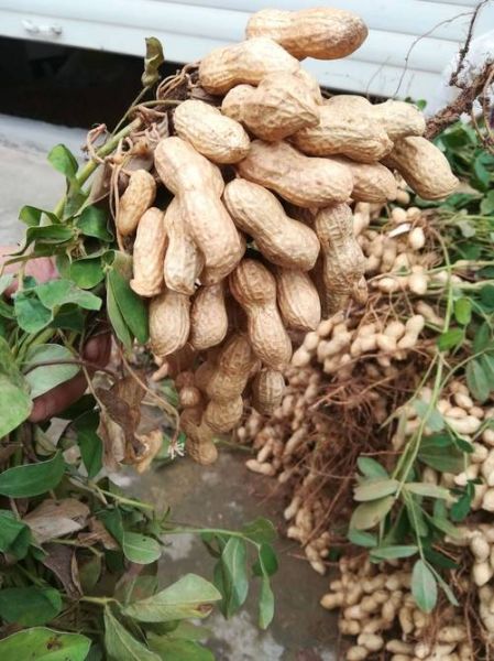 花生图片大全_花生品种图片怎么区分-第2张图片-山城妙识