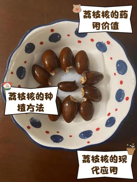 荔枝核的功效与作用_荔枝核能治疗哪些疾病-第3张图片-山城妙识 荔枝核的功效与作用_荔枝核能治疗哪些疾病-第3张图片-山城妙识