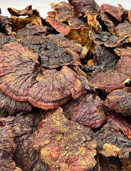 灵芝怎么吃最好_灵芝的正确食用方法-第2张图片-山城妙识 灵芝怎么吃最好_灵芝的正确食用方法-第2张图片-山城妙识