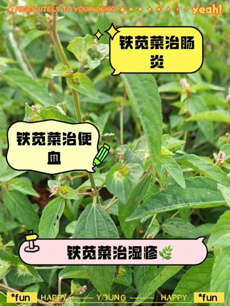 铁苋菜的功效与作用_铁苋菜怎么吃-第1张图片-山城妙识