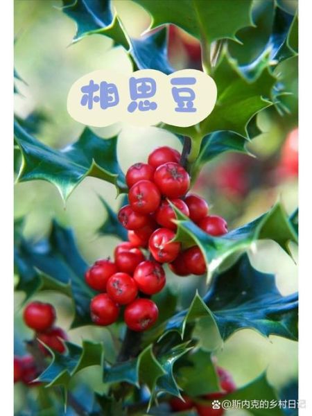 红豆生南国的寓意_红豆为什么代表相思-第2张图片-山城妙识