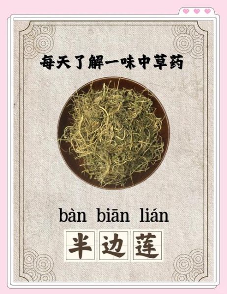 半边莲的功效与作用_半边莲能治什么病-第1张图片-山城妙识 半边莲的功效与作用_半边莲能治什么病-第1张图片-山城妙识