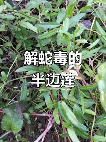 半边莲的功效与作用_半边莲能治什么病-第3张图片-山城妙识 半边莲的功效与作用_半边莲能治什么病-第3张图片-山城妙识