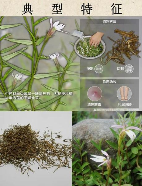 半边莲的功效与作用_半边莲能治什么病-第2张图片-山城妙识 半边莲的功效与作用_半边莲能治什么病-第2张图片-山城妙识