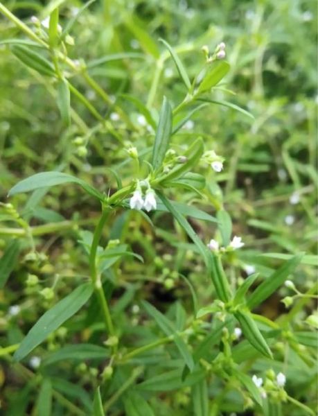 白花蛇舌草抗癌是骗局吗_白花蛇舌草真的能治癌症吗-第1张图片-山城妙识 白花蛇舌草抗癌是骗局吗_白花蛇舌草真的能治癌症吗-第1张图片-山城妙识