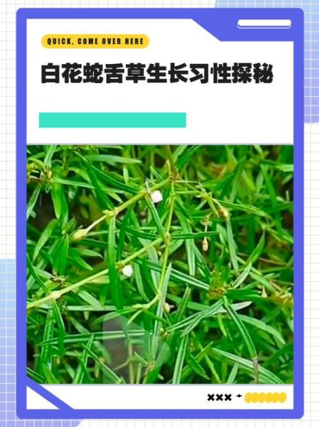 白花蛇舌草抗癌是骗局吗_白花蛇舌草真的能治癌症吗-第2张图片-山城妙识 白花蛇舌草抗癌是骗局吗_白花蛇舌草真的能治癌症吗-第2张图片-山城妙识