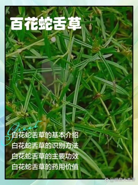 白花蛇舌草抗癌是骗局吗_白花蛇舌草真的能治癌症吗-第3张图片-山城妙识 白花蛇舌草抗癌是骗局吗_白花蛇舌草真的能治癌症吗-第3张图片-山城妙识