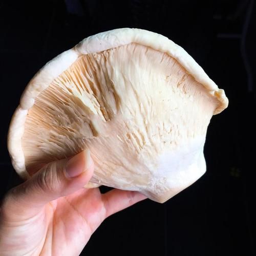 白灵菇是什么菇_白灵菇和杏鲍菇区别-第1张图片-山城妙识