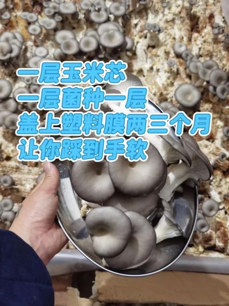 蘑菇种植技术培训班多少钱_零基础能学会吗-第2张图片-山城妙识