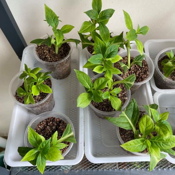 绣球花什么时候扦插_绣球花扦插生根最快方法-第1张图片-山城妙识 绣球花什么时候扦插_绣球花扦插生根最快方法-第1张图片-山城妙识