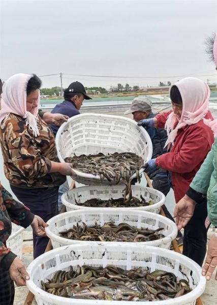 大棚养泥鳅亩产五万斤是真的吗_大棚泥鳅养殖成本利润-第2张图片-山城妙识