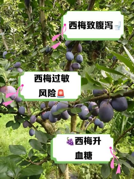 西梅吃多了有什么危害_西梅的副作用有哪些-第3张图片-山城妙识