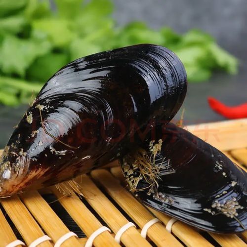 青口贝肚子里黑色的能吃吗_青口贝黑色部分处理方法-第3张图片-山城妙识