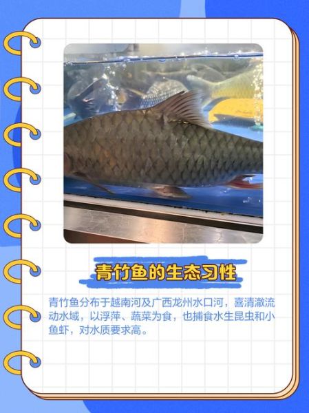 鲇鱼上竹竿什么意思_鲇鱼上竹竿典故由来-第3张图片-山城妙识