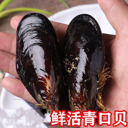 青口贝肚子里黑色的能吃吗_青口贝黑色部分处理方法-第1张图片-山城妙识