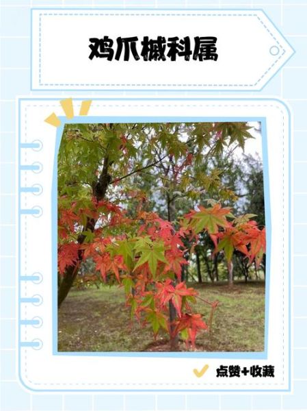 鸡爪槭是常绿还是落叶_鸡爪槭冬天会落叶吗-第2张图片-山城妙识